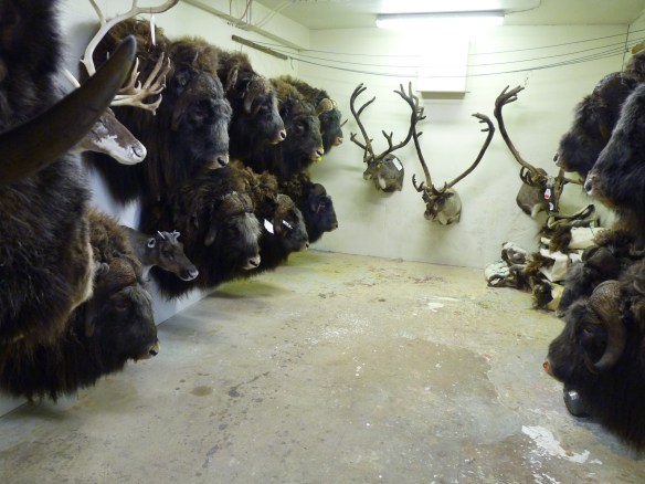 Iceland Trophy | Reimar Ásgeirsson taxidermist, hunter and reindeer ...