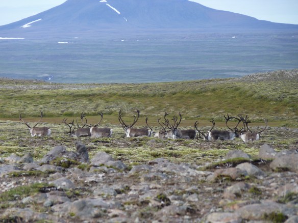 Iceland Trophy | Reimar Ásgeirsson taxidermist, hunter and reindeer ...